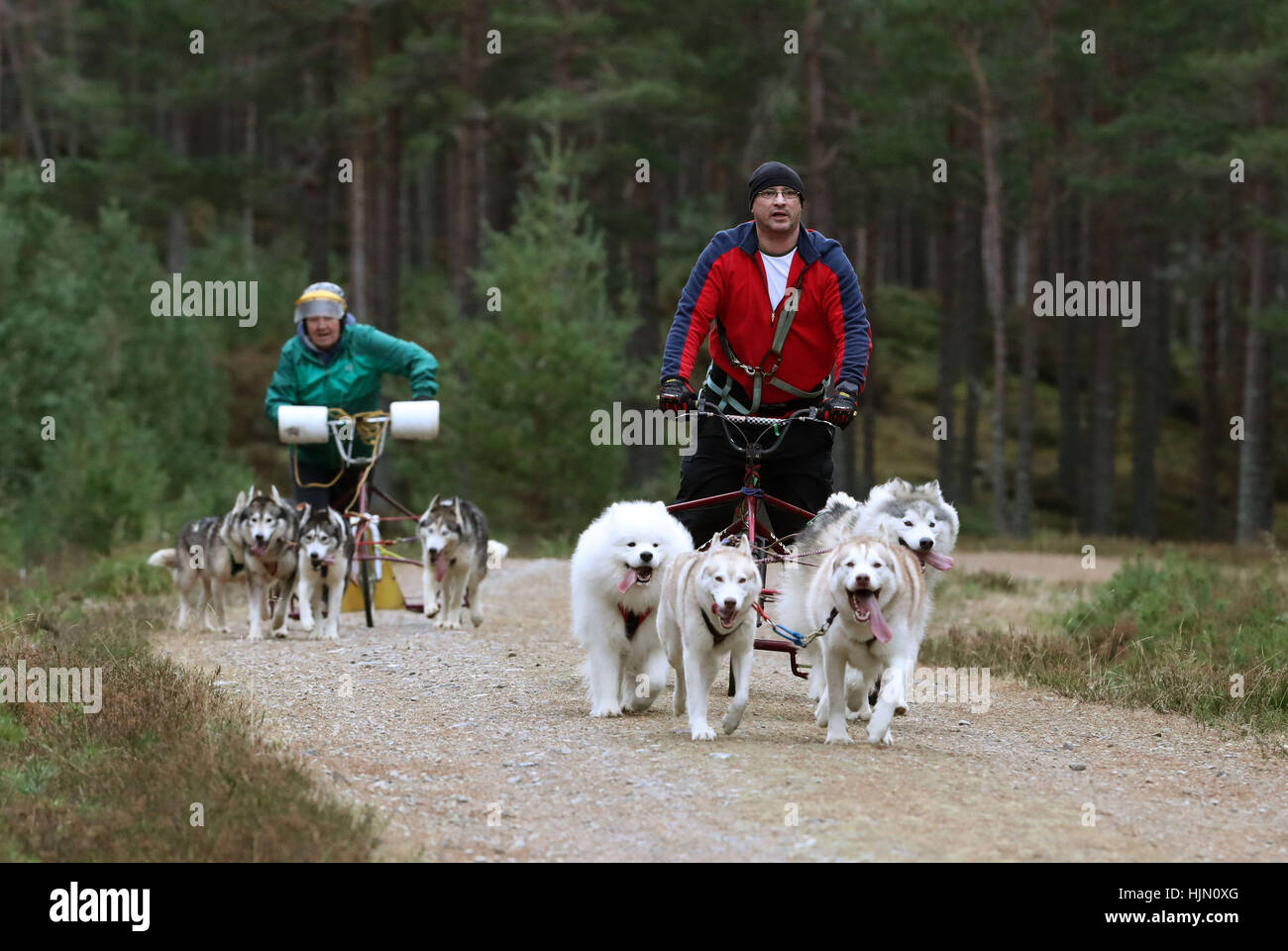 Mushers and their Huskies train at Feshiebridge near Aviemore ahead of ...