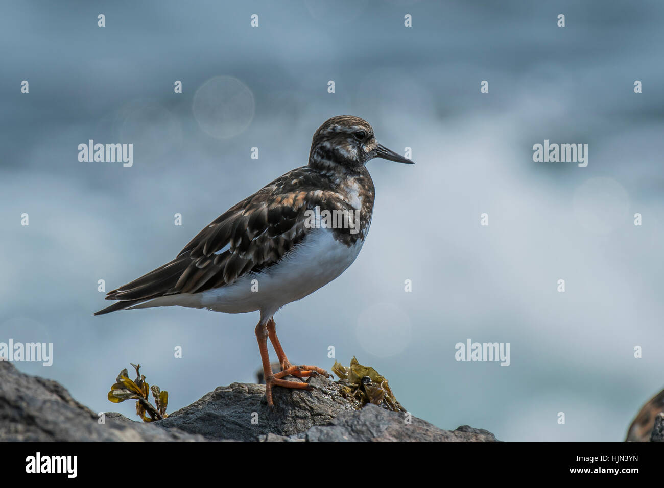 A Turnstone on a rock Stock Photo - Alamy