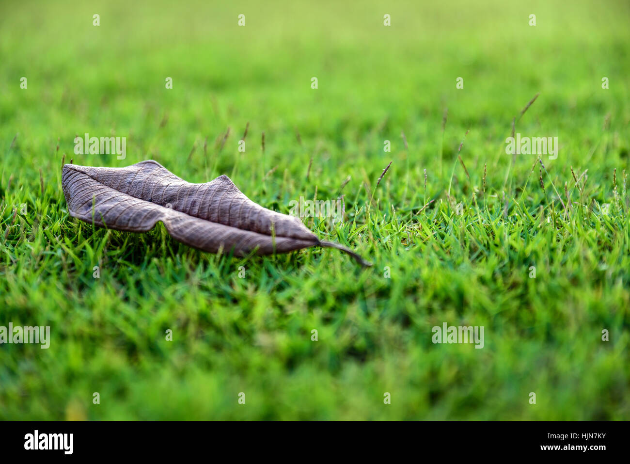 The one crisp leaf come off drop to the floor of green grass Stock ...