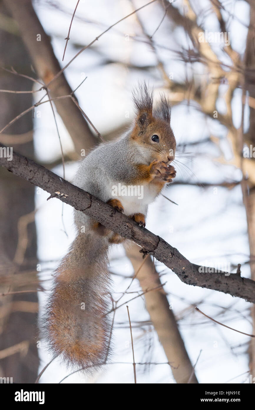the photograph shows a squirrel on a tree Stock Photo - Alamy