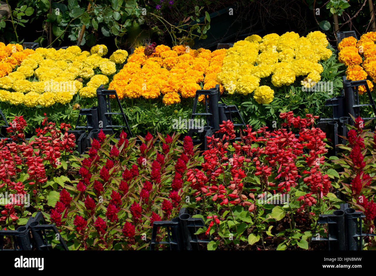 Beautiful fresh flowers as a nature background Stock Photo - Alamy