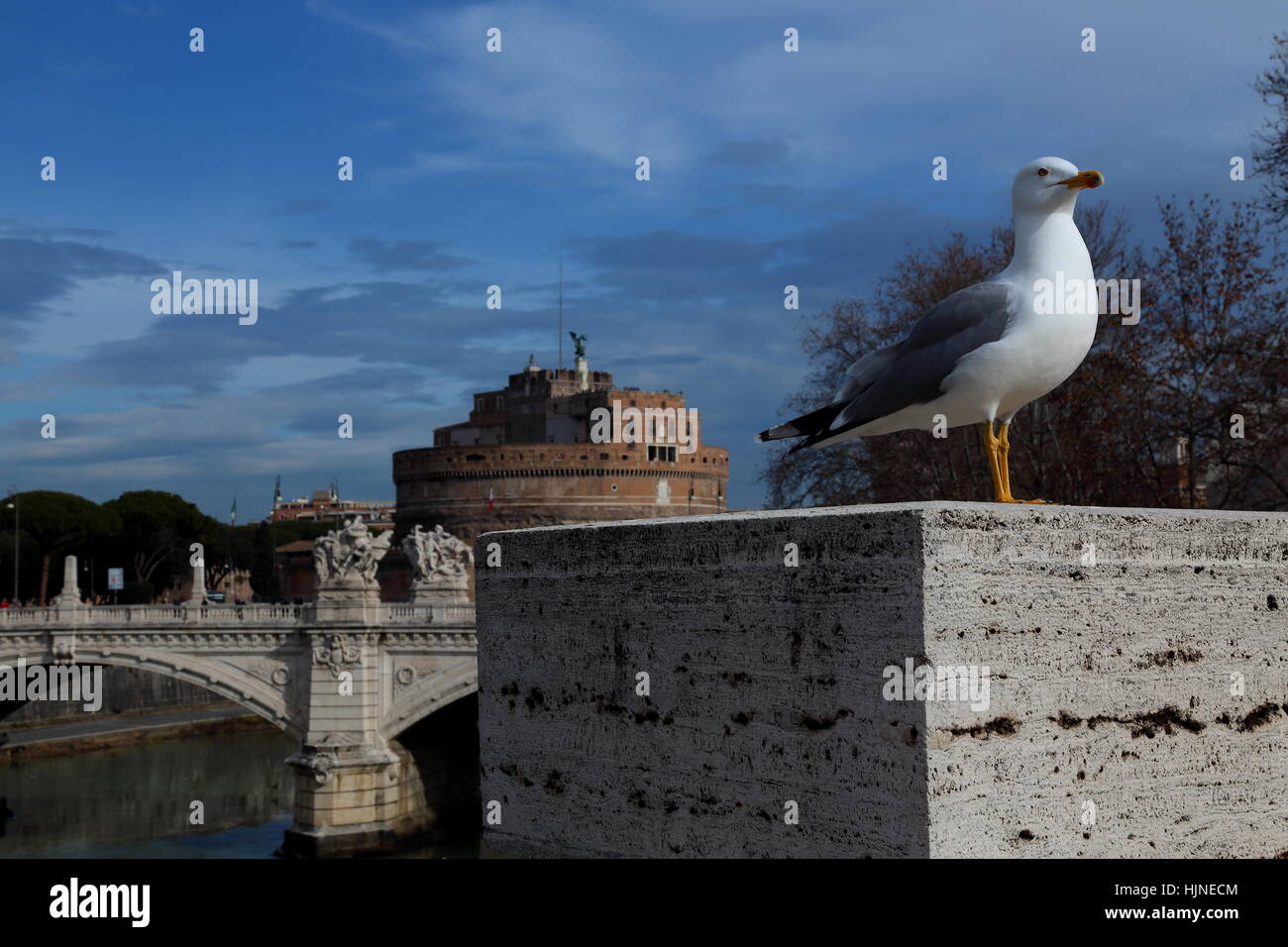 Roma, Italy. 24th Jan, 2017. Seagulls on the parapet of a bridge over the Tiber in Rome. Credit ...