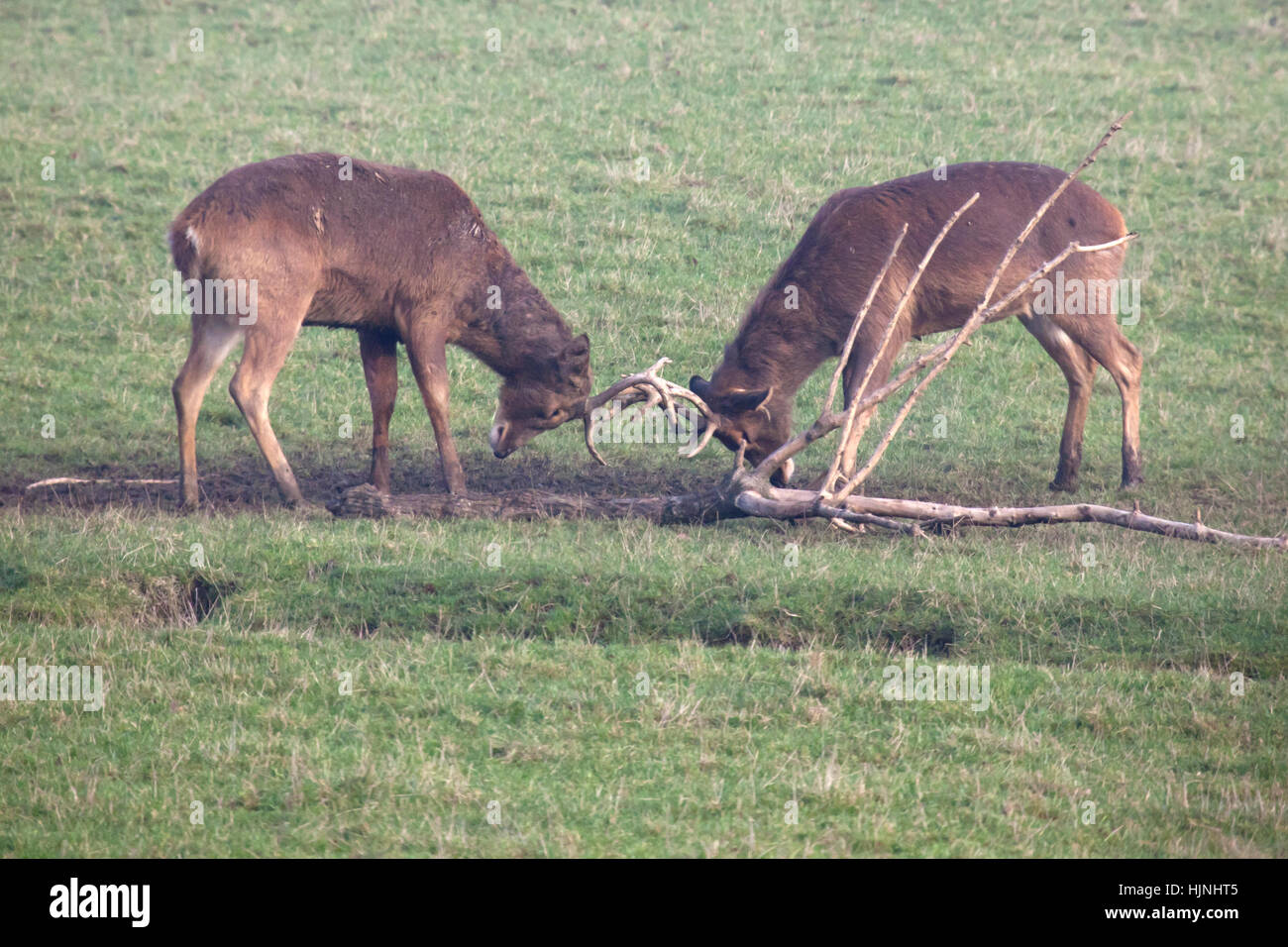 Two rutting Barasingha stags in a field Stock Photo - Alamy