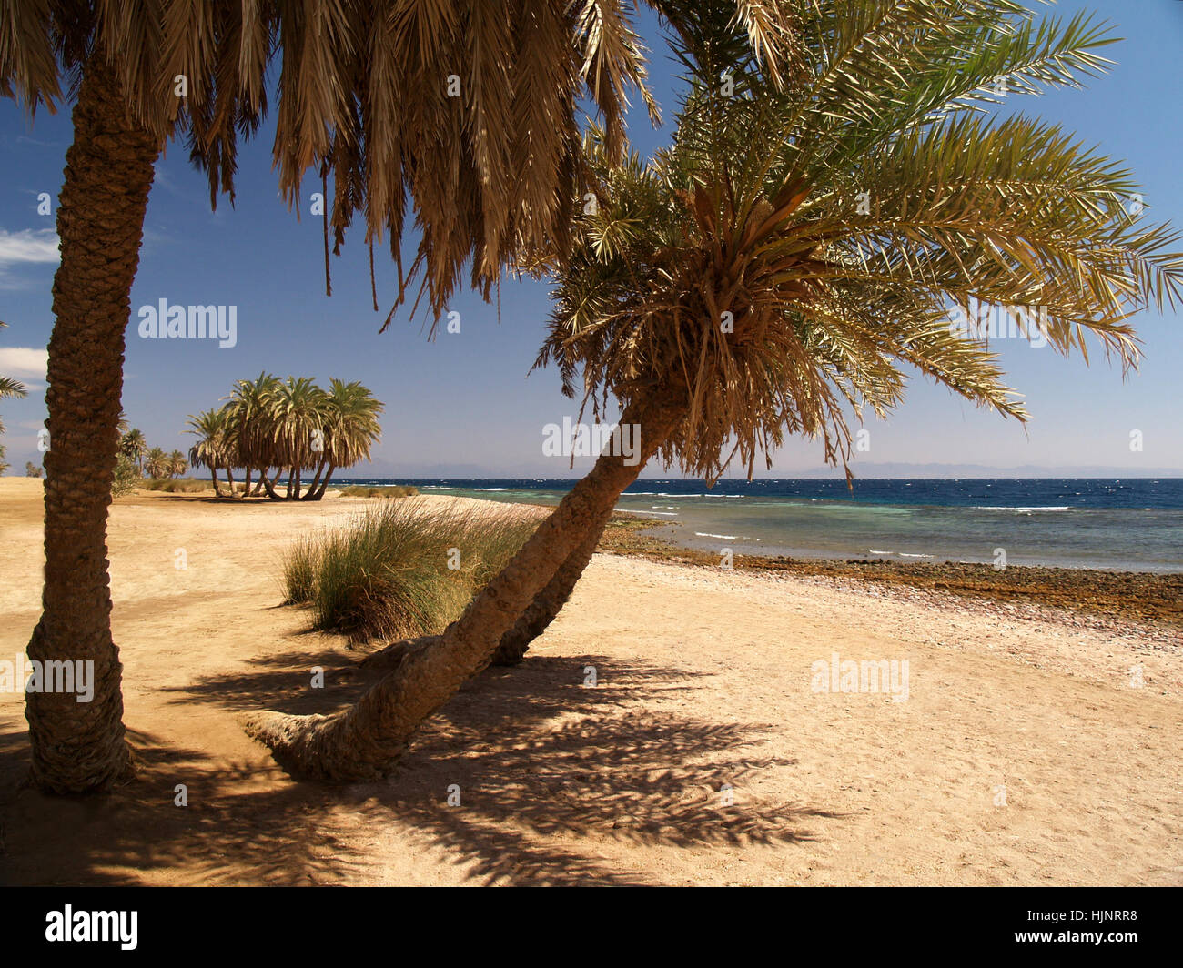 beach, seaside, the beach, seashore, palms, egypt, salt water, sea ...