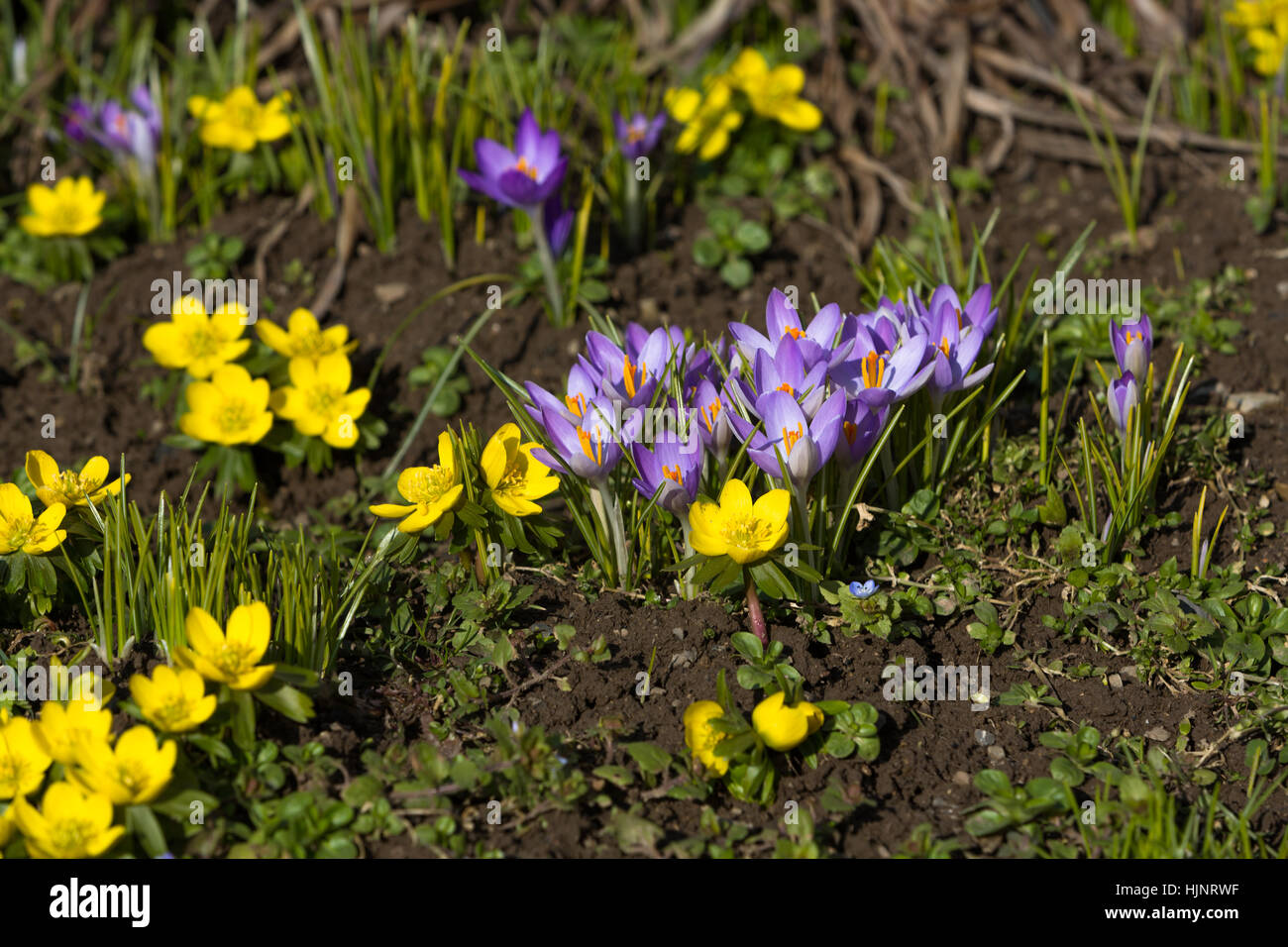 garden, flower, plant, spring, crocus, bed, gardening, gardens, flower ...