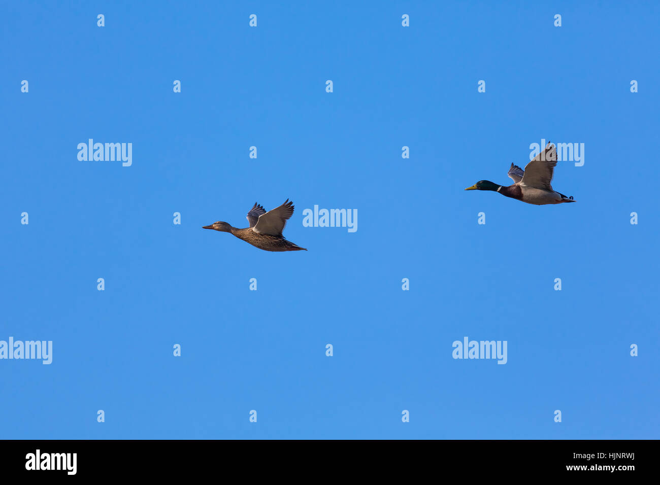 animal, duck, animal world, drake, mallard, hunting, chase, blue ...