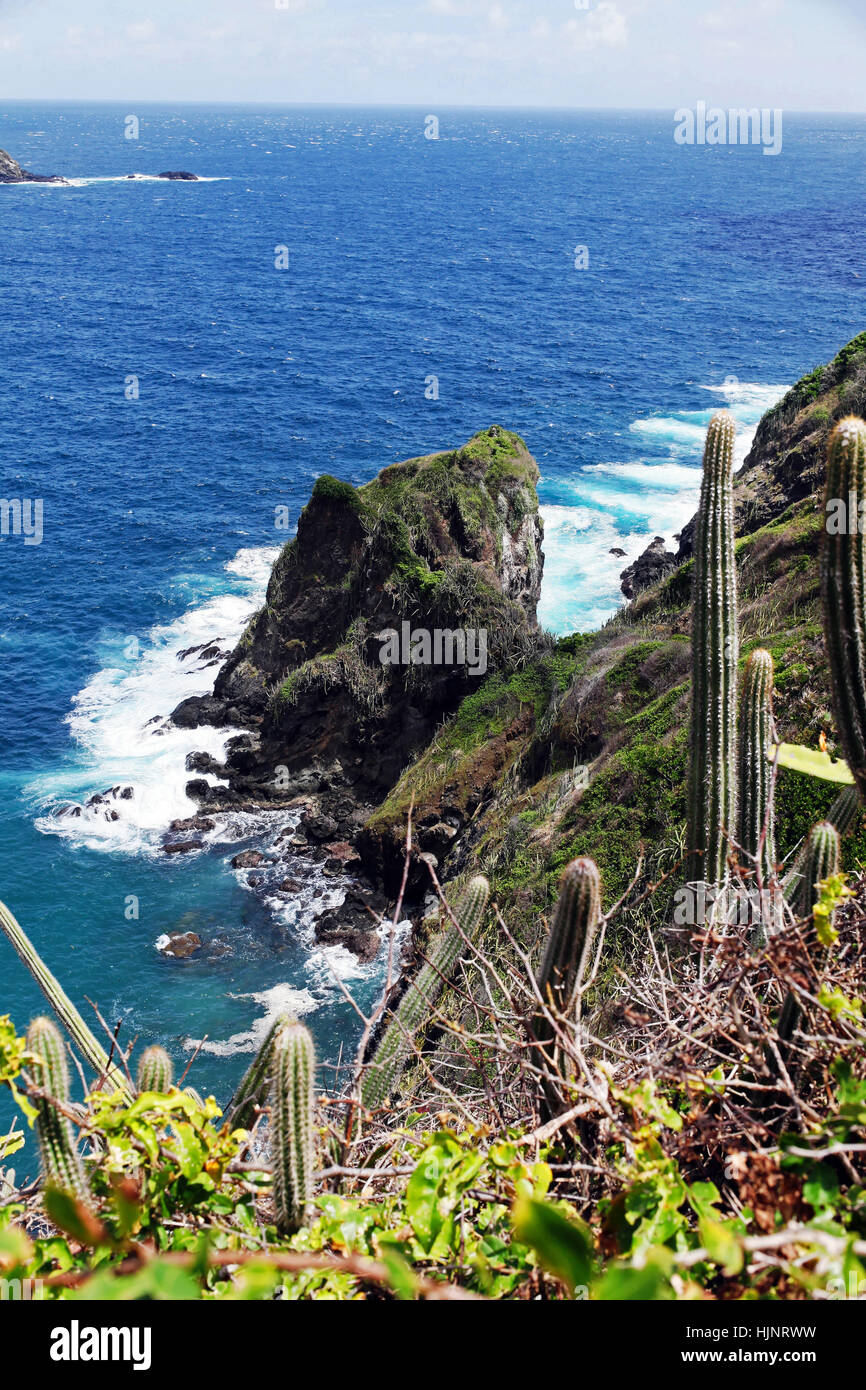 cacti, caribbean, salt water, sea, ocean, water, cacti, caribbean, salt ...