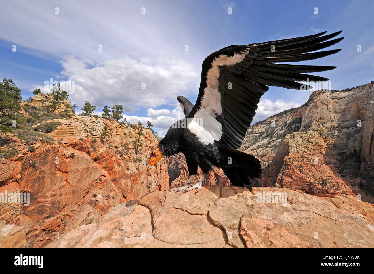 Kalifornischer kondor hi-res stock photography and images - Alamy