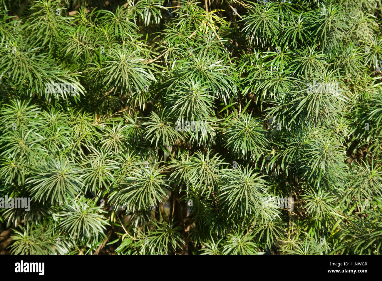 tree, leaves, flora, horizontal, umbrella, long, vegetation, plants ...
