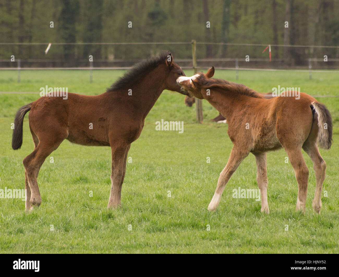 ride, horse, horses, foal, horseriding, willow, ride, horse, horses ...