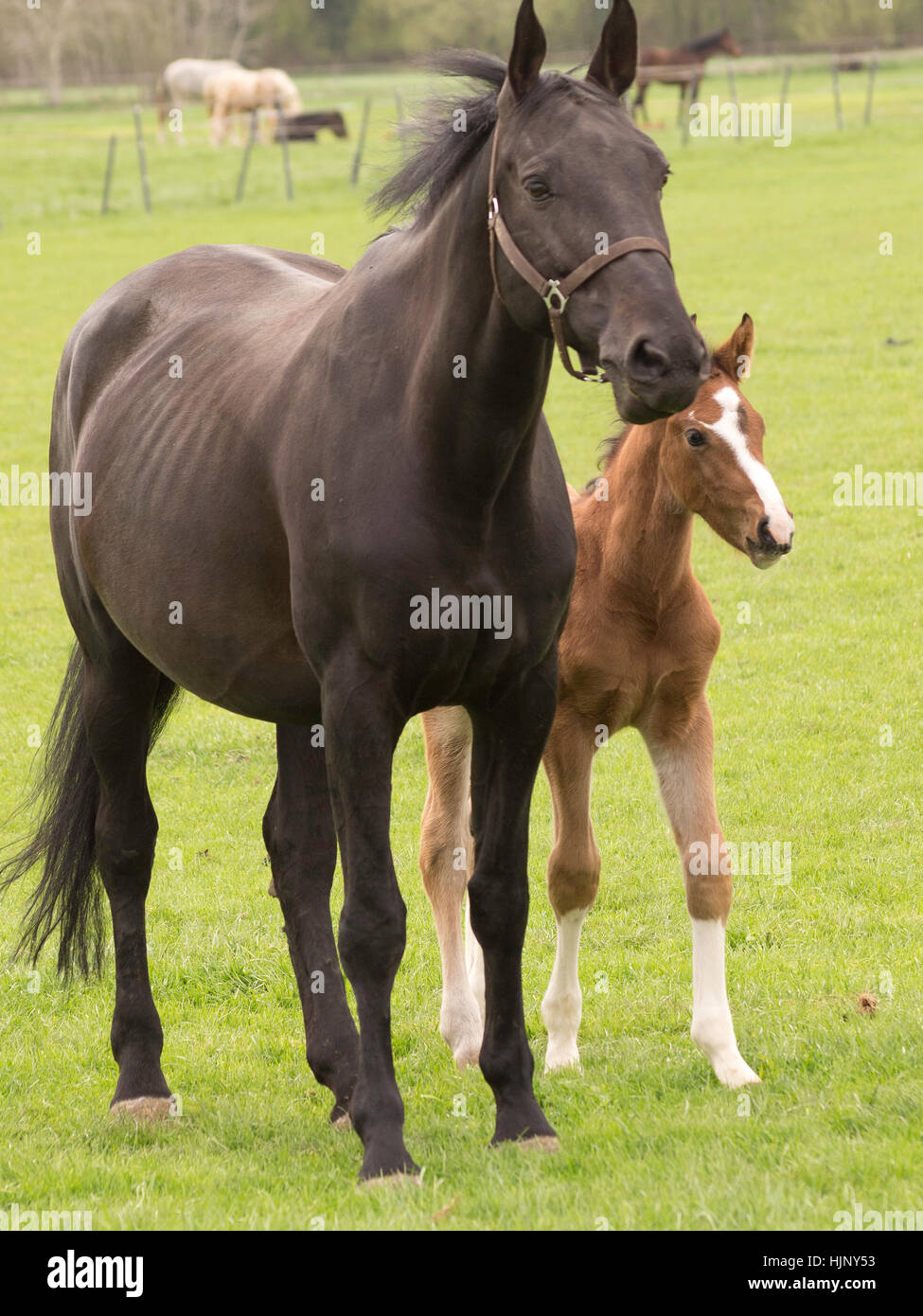 ride, horse, horses, foal, horseriding, willow, ride, horse, horses ...