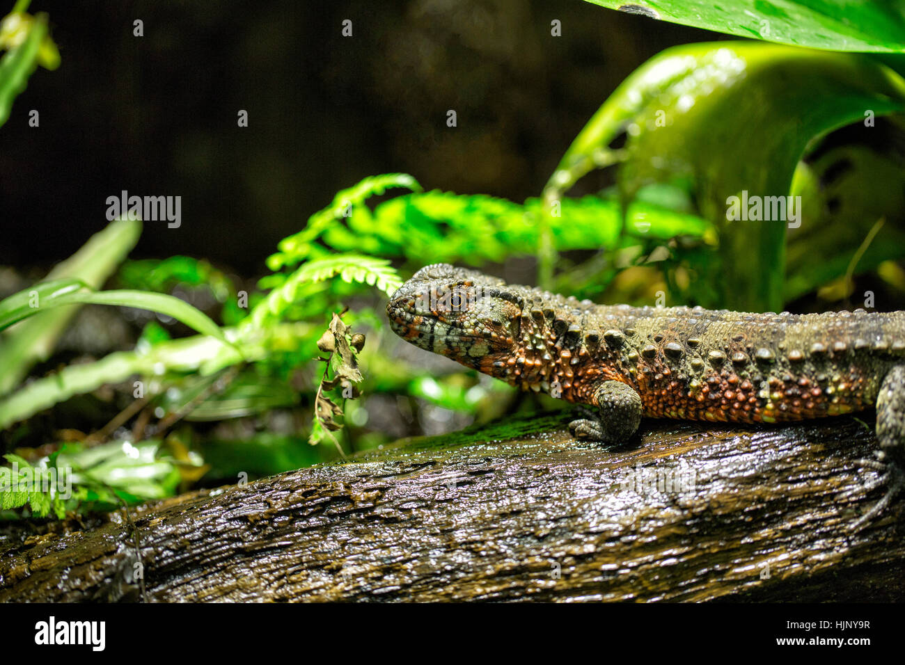 crocodile tail bumps lizard Stock Photo - Alamy