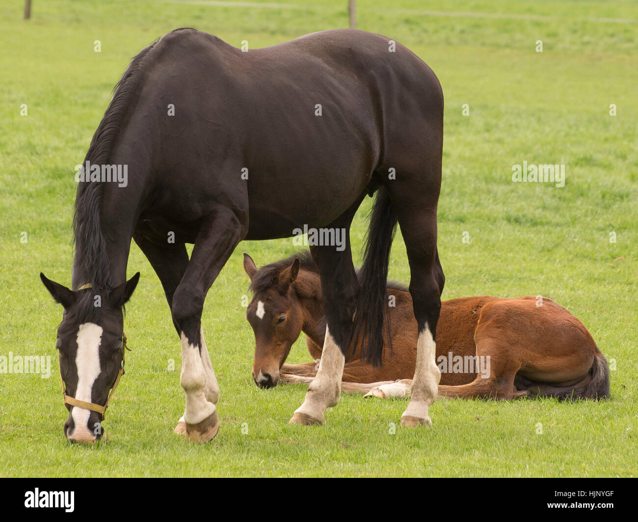 ride, horse, horses, foal, horseriding, willow, ride, horse, horses ...