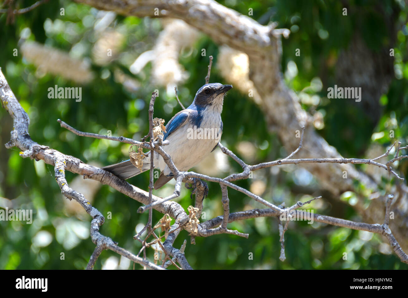 bird, tourism, vegetation, lawn, green, blue, environment, enviroment ...