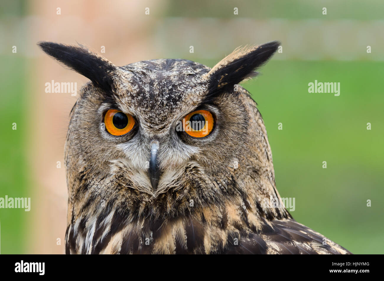 animal, eye, organ, beak, owl, wings, colors, colours, italy, nature ...