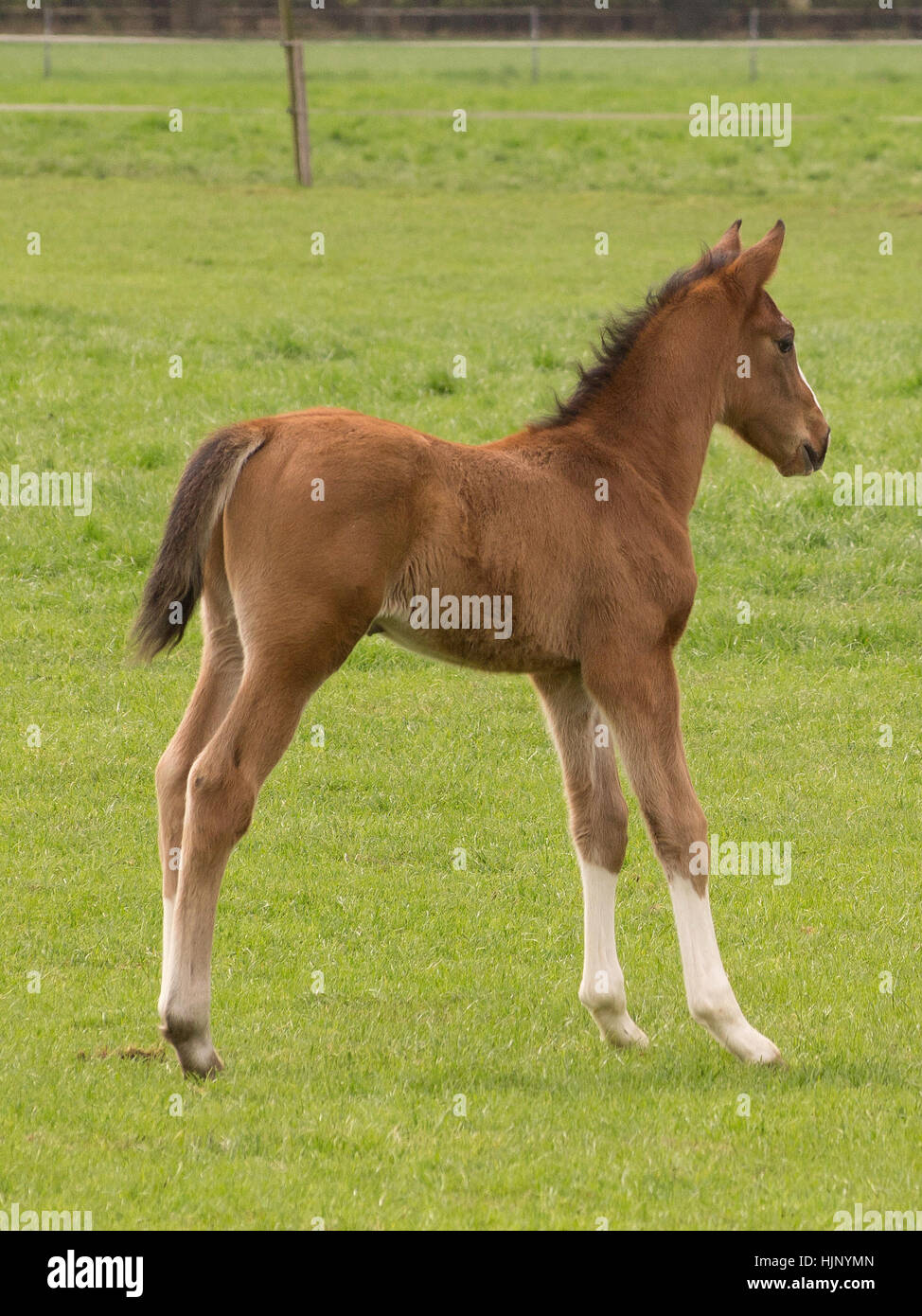 ride, horse, horses, foal, horseriding, willow, ride, horse, horses ...