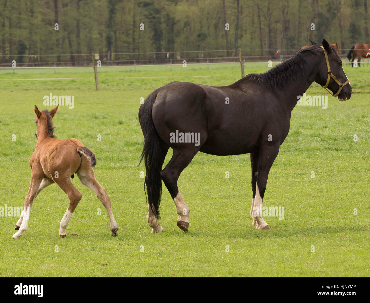 ride, horse, horses, foal, horseriding, willow, ride, horse, horses ...