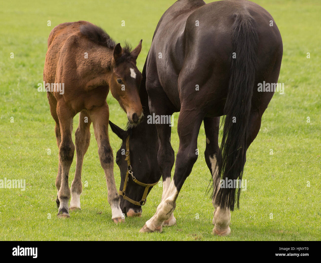 ride, horse, horses, foal, horseriding, willow, ride, horse, horses ...