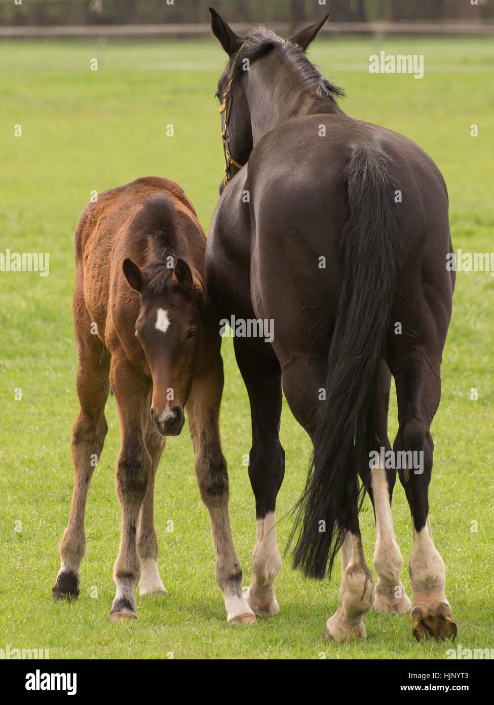 ride, horse, horses, foal, horseriding, willow, ride, horse, horses ...