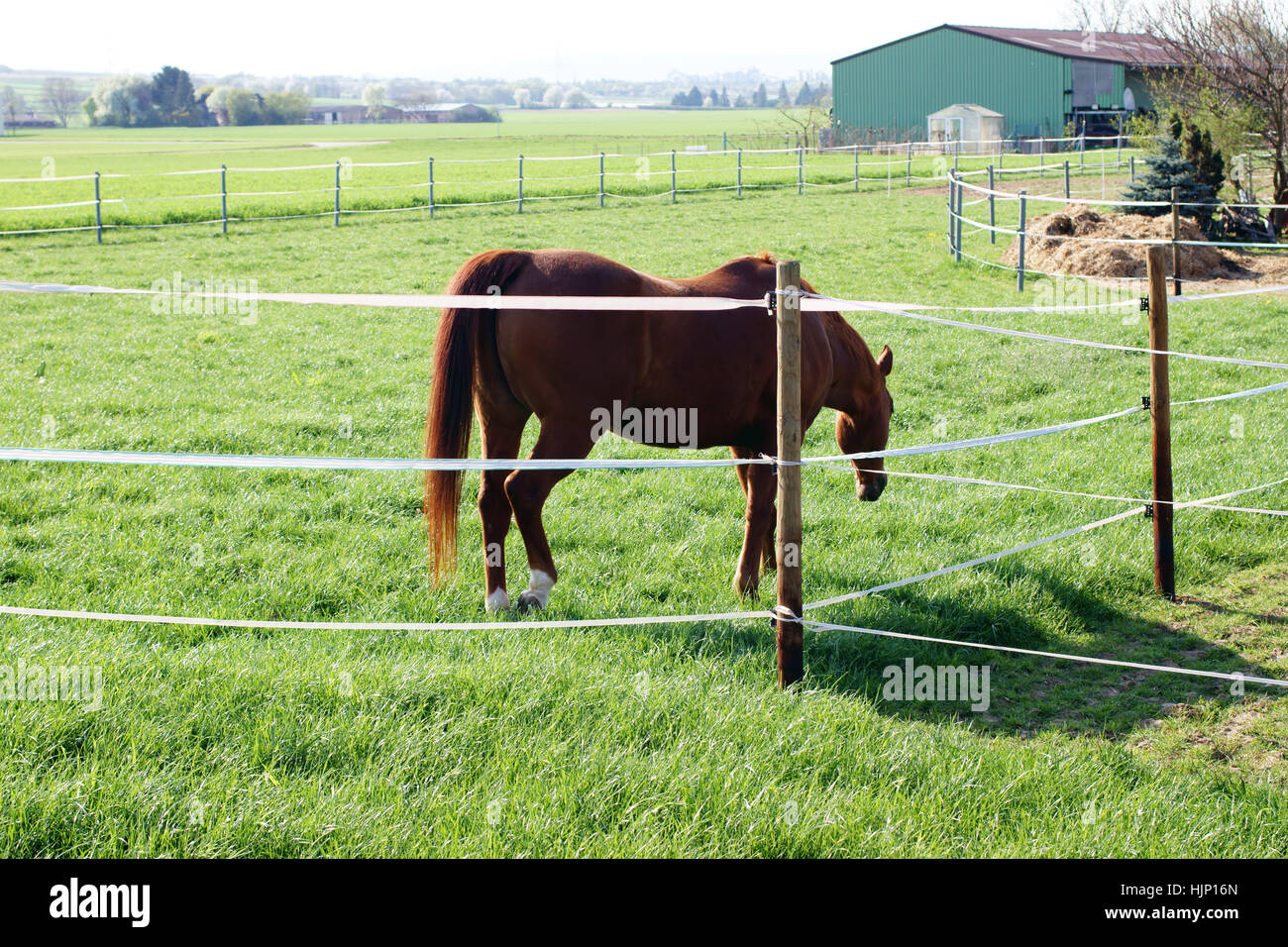 fauna, flora, rural, peasant, horse, animal, fauna, agriculture ...