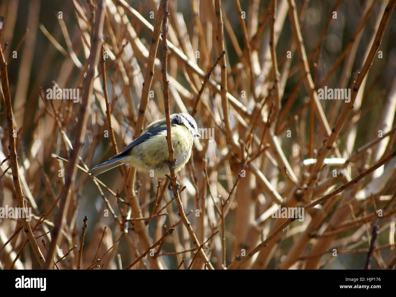 fauna, flora, step, tier, animal, bird, fauna, flora, sunlight ...