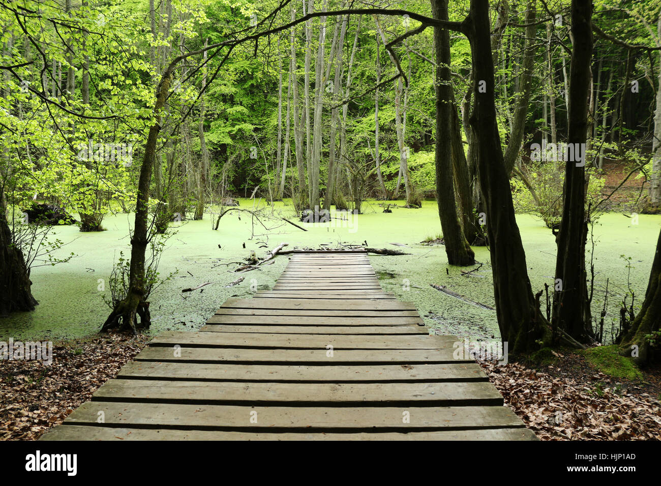 tree, trees, bridge, swamp, morass, fresh water, lake, inland water ...