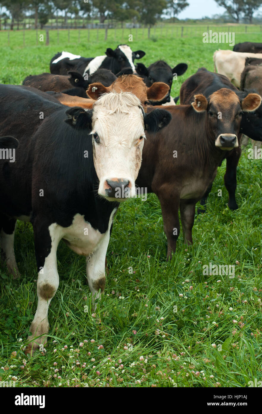 agricultural, animal, mammal, animals, agriculture, farming, field ...