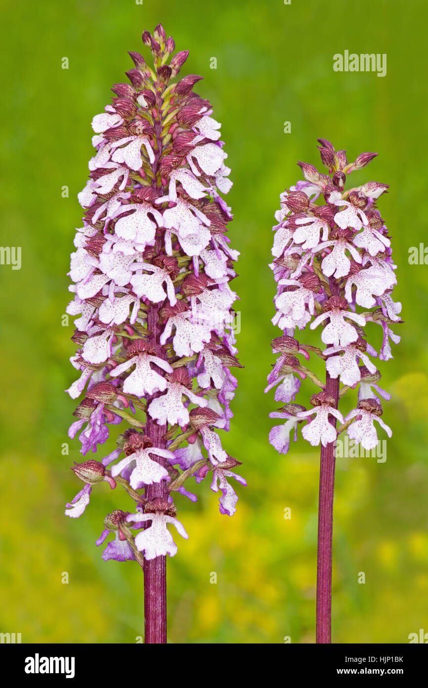 blossoms, purple, bleed, flower, orchid, plant, purpurknabenkraut ...