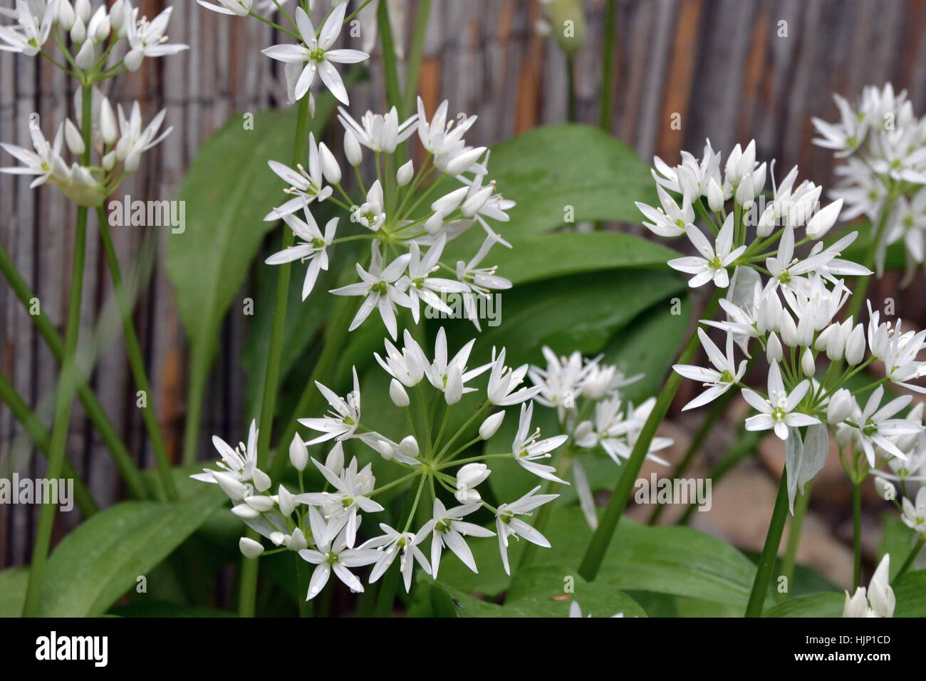 wild garlic flowers Stock Photo - Alamy