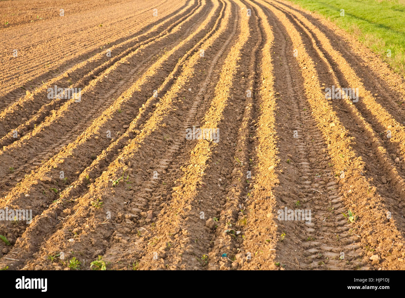 agriculture, farming, field, row, seed, backdrop, background, fresh ...
