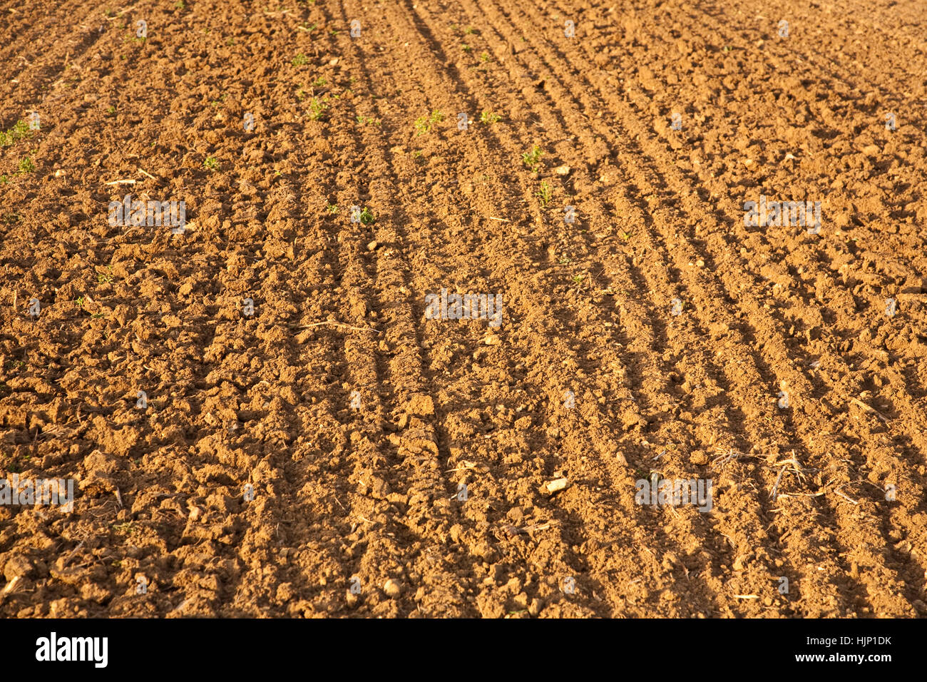 agriculture, farming, field, row, seed, backdrop, background, fresh ...
