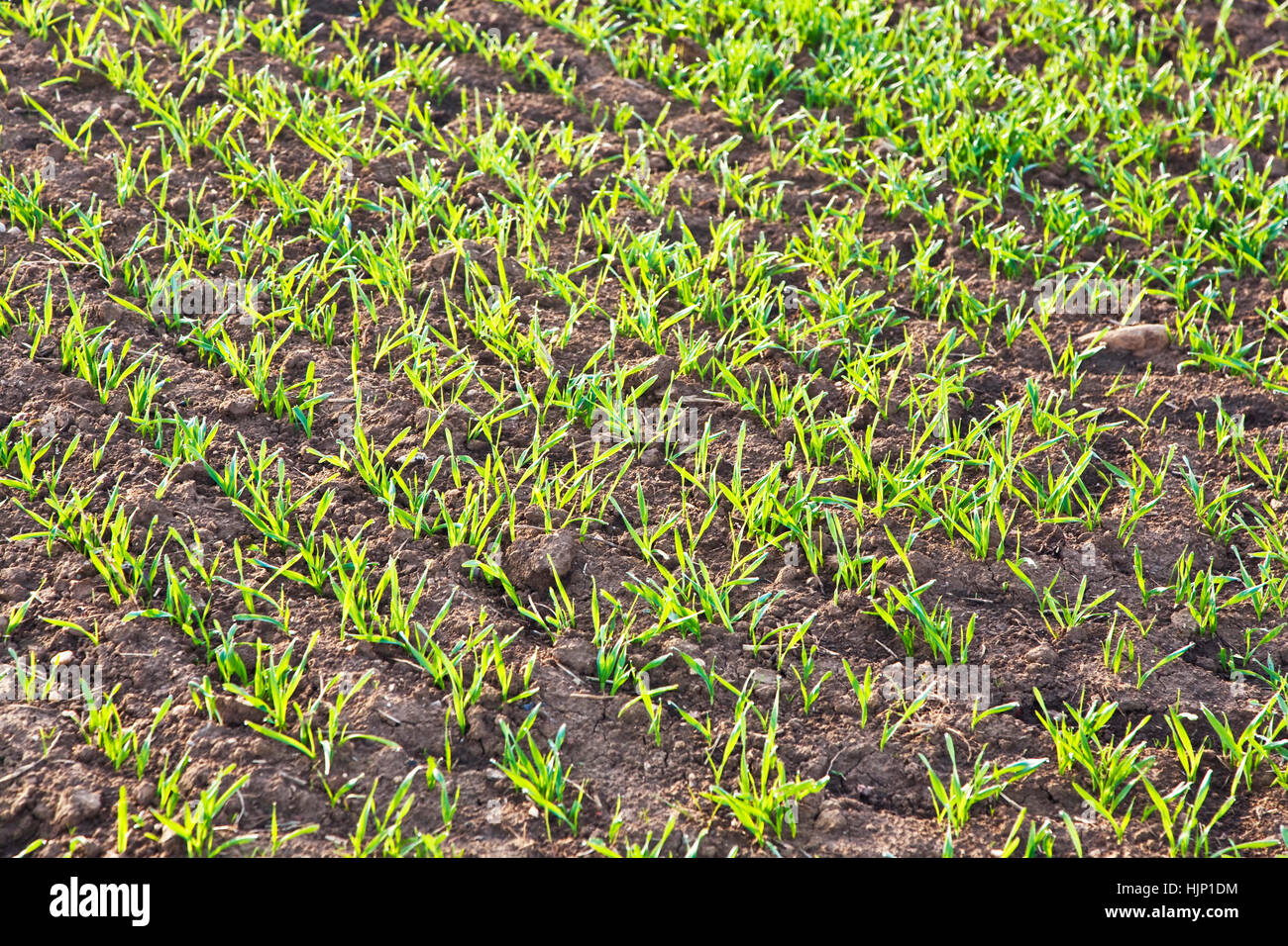 food, aliment, agriculture, farming, field, farm, area, land, piece ...