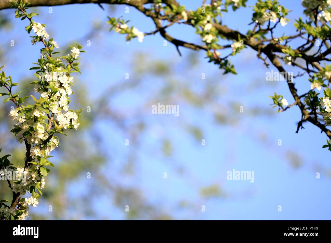 Mirabelle flower hi-res stock photography and images - Alamy