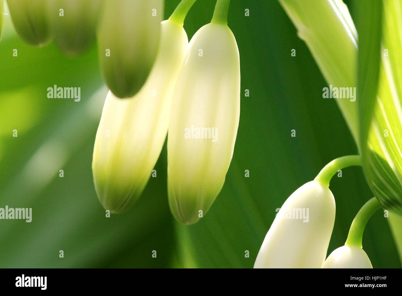 fragrant flower of white orchid Stock Photo - Alamy