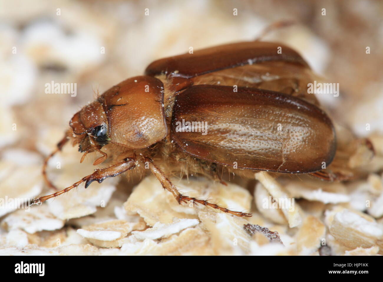 Death to insects hi-res stock photography and images - Alamy