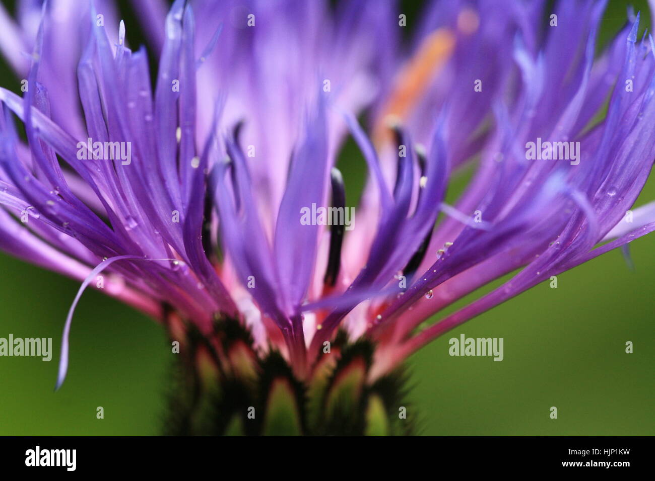 flower, flowers, plant, compositae, plant species, blue, macro, close ...