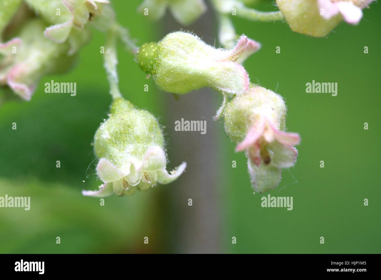 flower buds of currant Stock Photo - Alamy