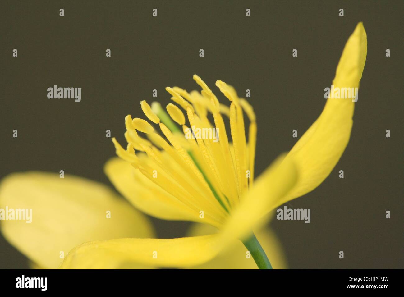 flower, flowers, plant, blossoms, bleed, yellow, bloom, blossom ...