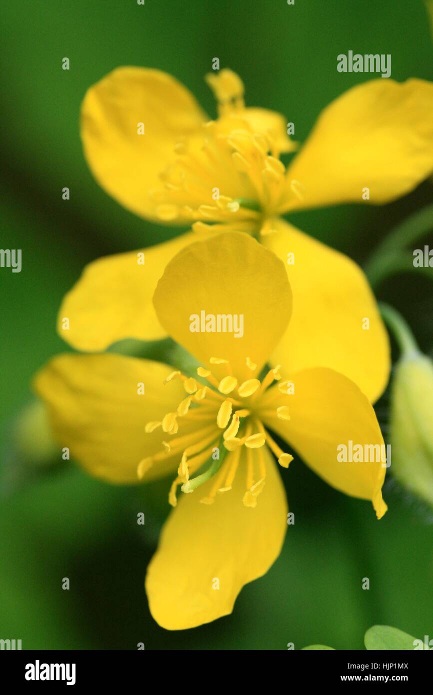 flower, flowers, plant, blossoms, bleed, yellow, bloom, blossom ...
