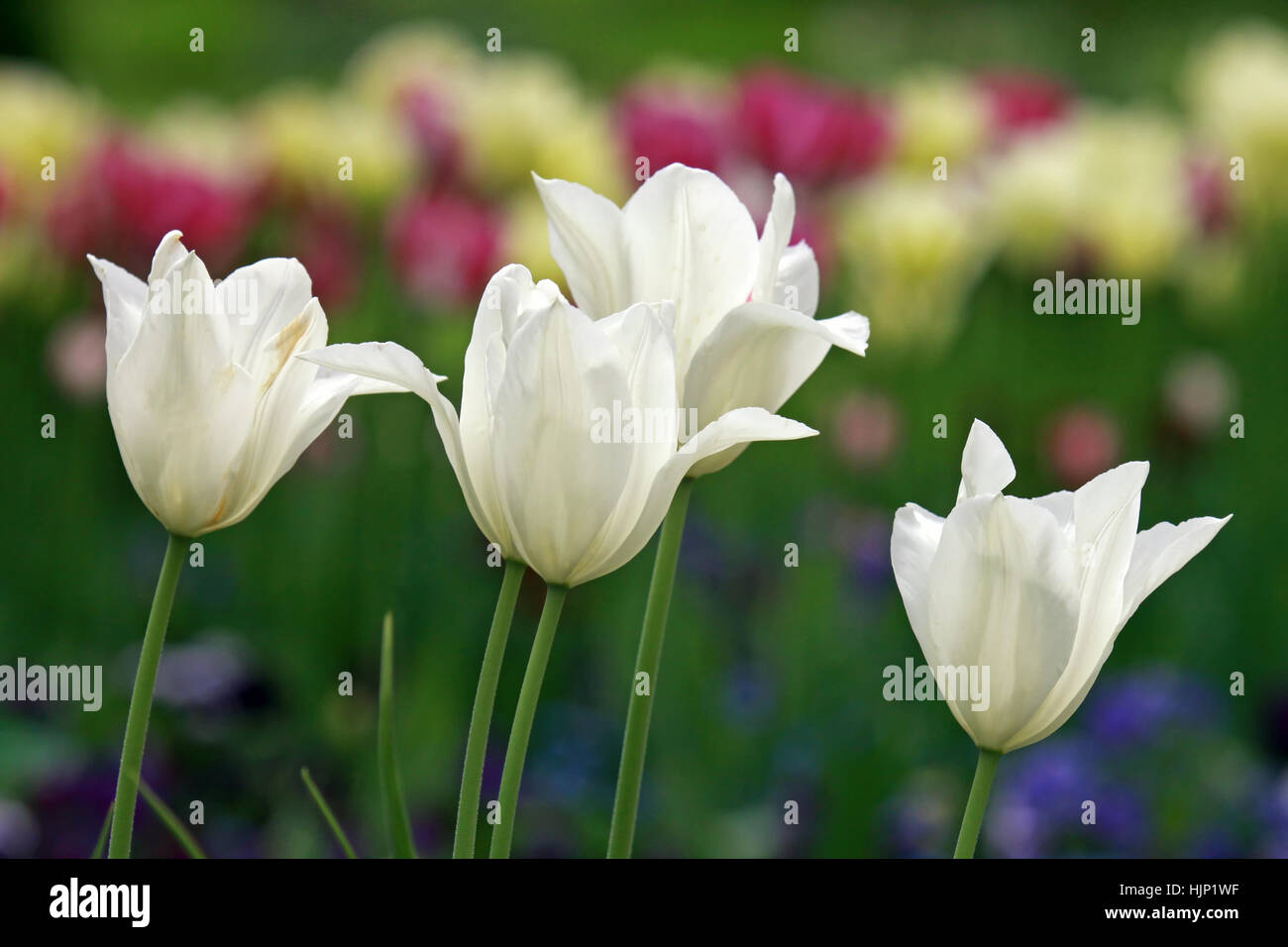 four white tulips Stock Photo - Alamy