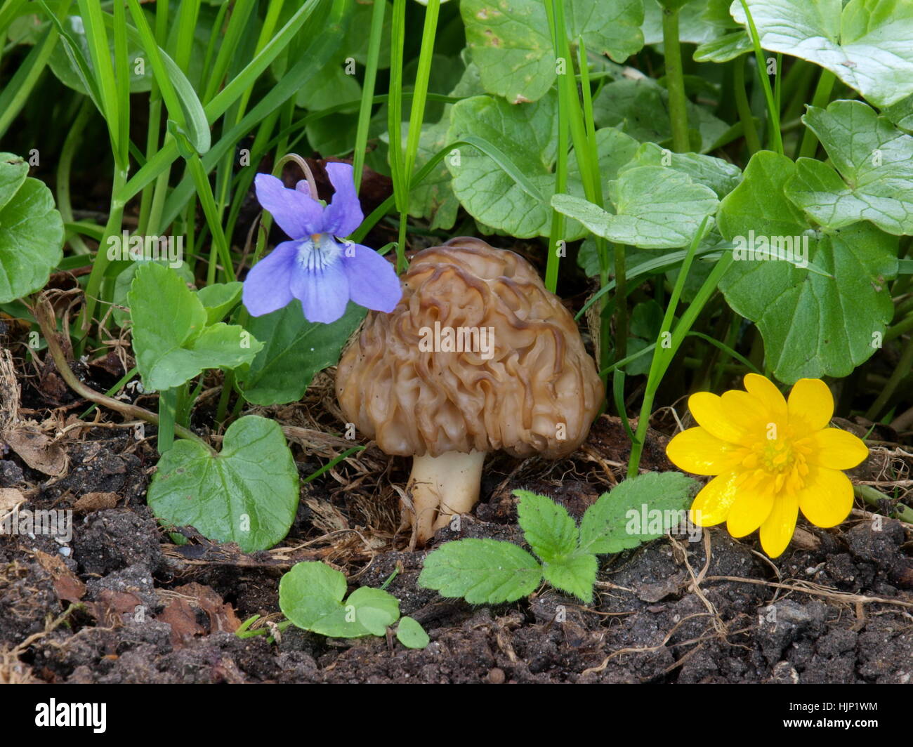 jg. morchella semilibera,morchella semi libera Stock Photo - Alamy