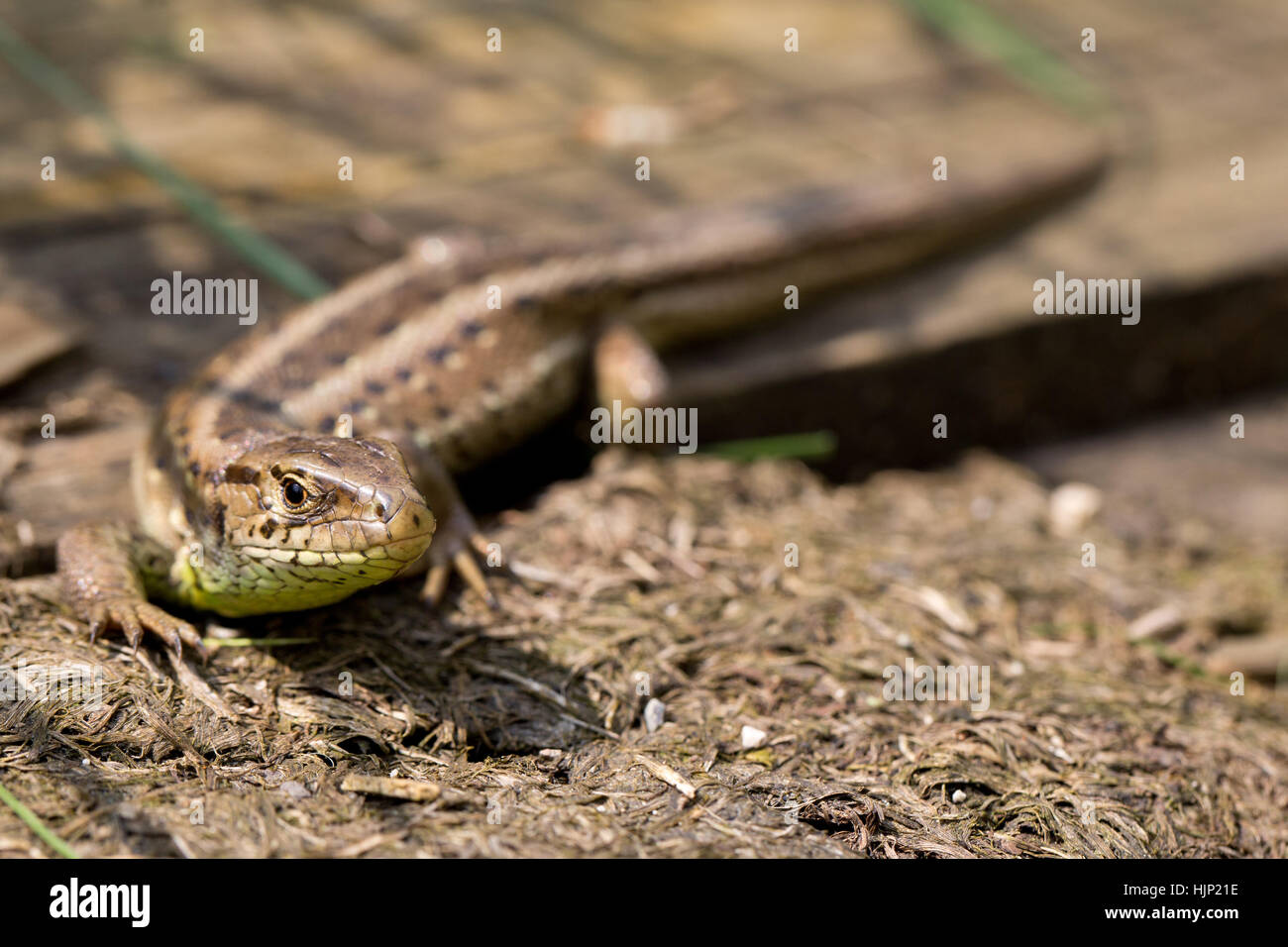 reptile, lizard, saurian, wildlife, reptiles, animal, reptile, fauna ...