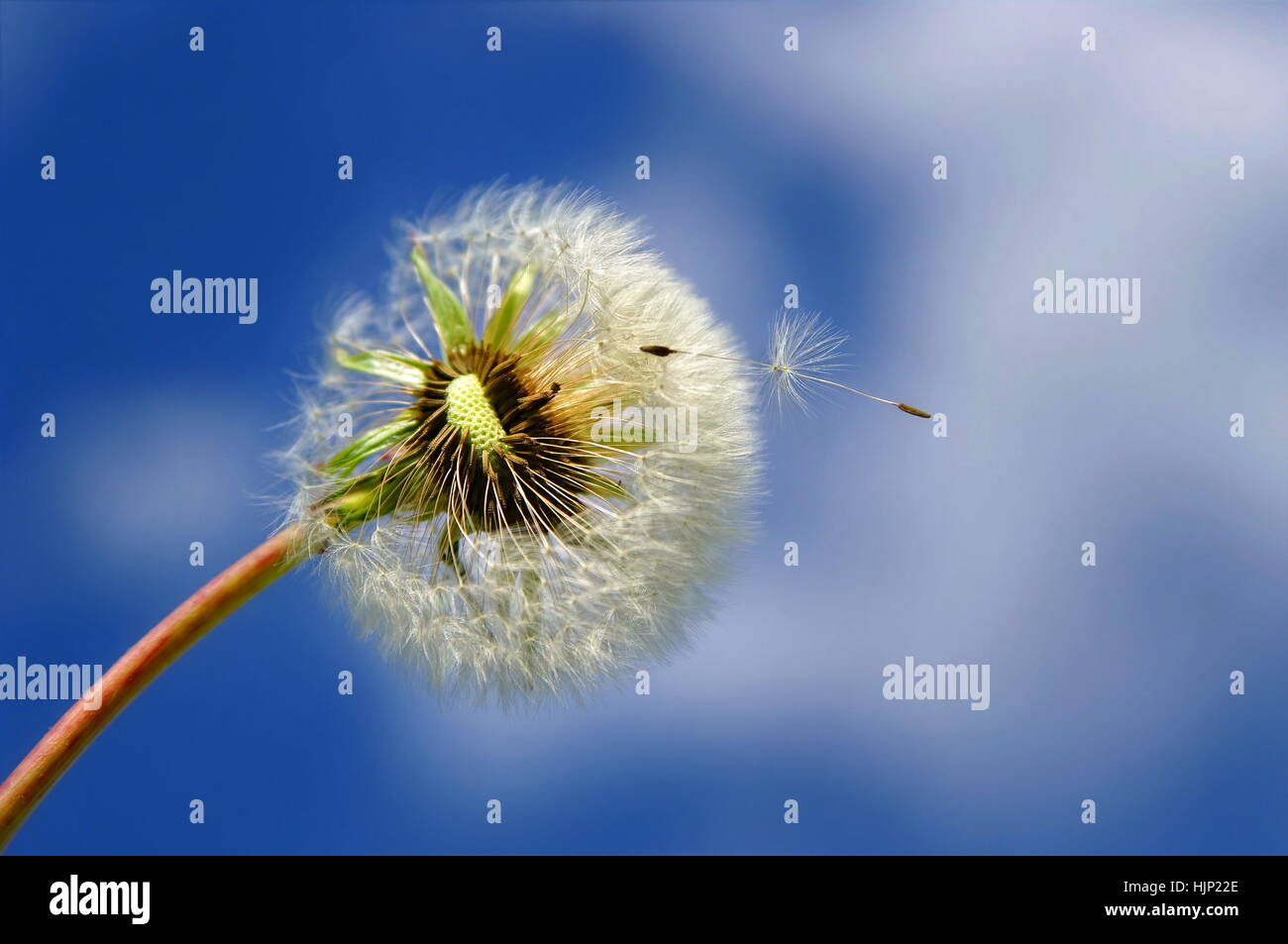 seeds of a dandelion blowing in the wind Stock Photo - Alamy