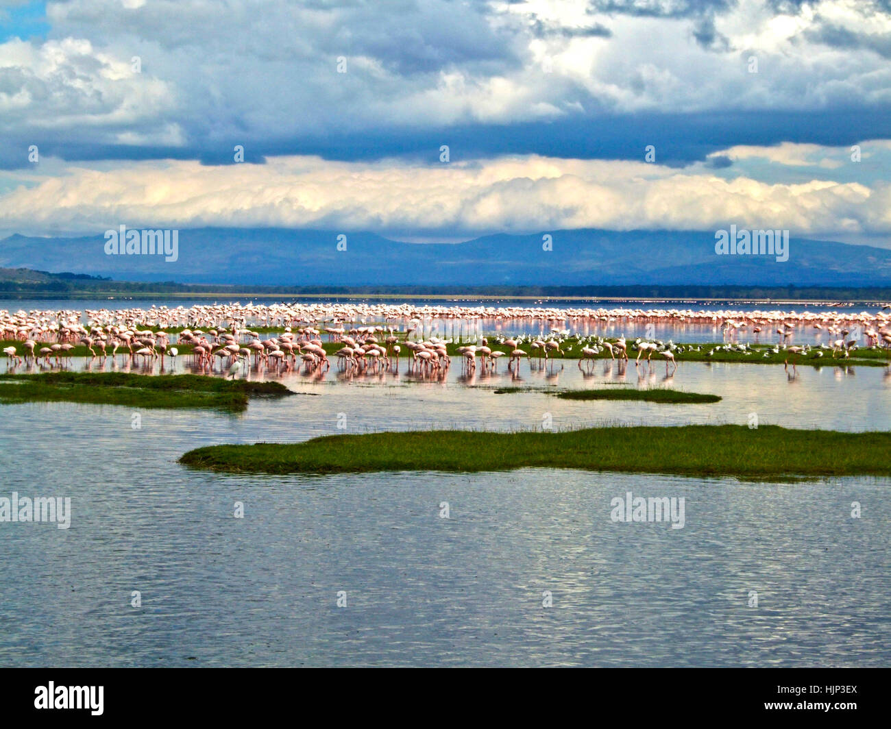 animal, africa, savannah, zoo, adventure, area, piece, section, segment ...