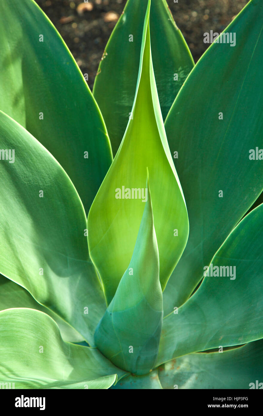 leaves, botany, tropical, bitter, botanical, lawn, green, backdrop ...