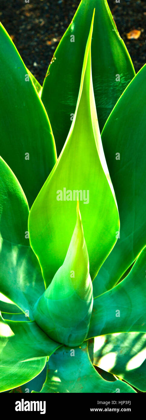 leaves, botany, tropical, bitter, botanical, lawn, green, backdrop ...