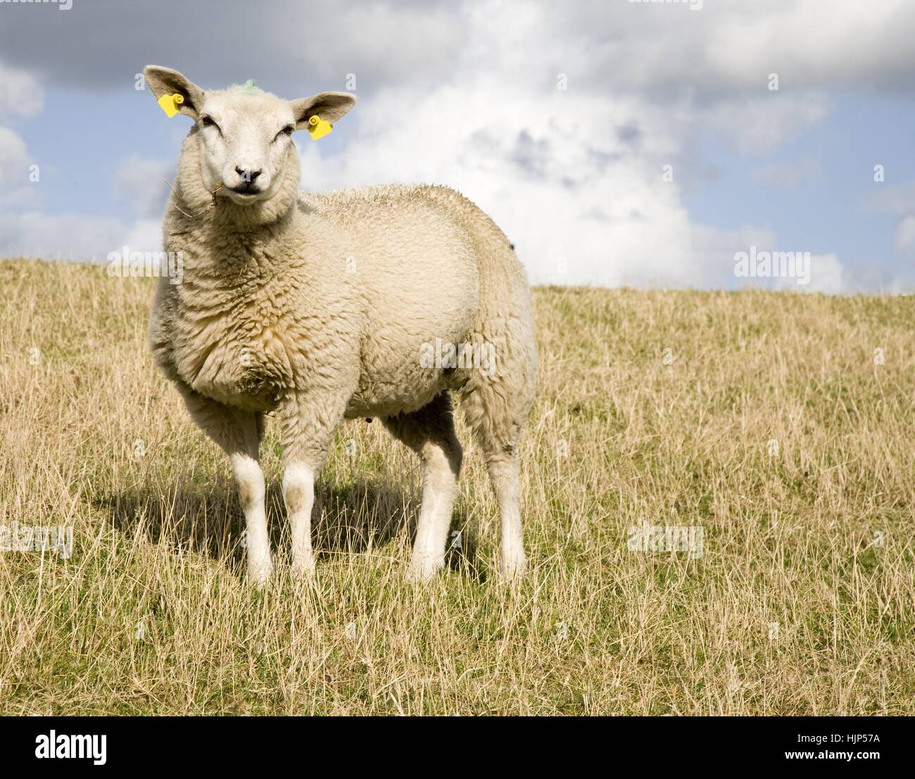 animal, mammal, agriculture, farming, field, sheep, spring, bouncing ...