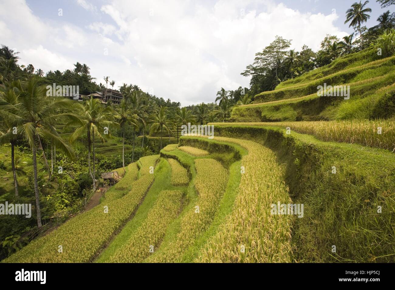 hill, asia, agriculture, farming, field, bali, indonesia, farm ...