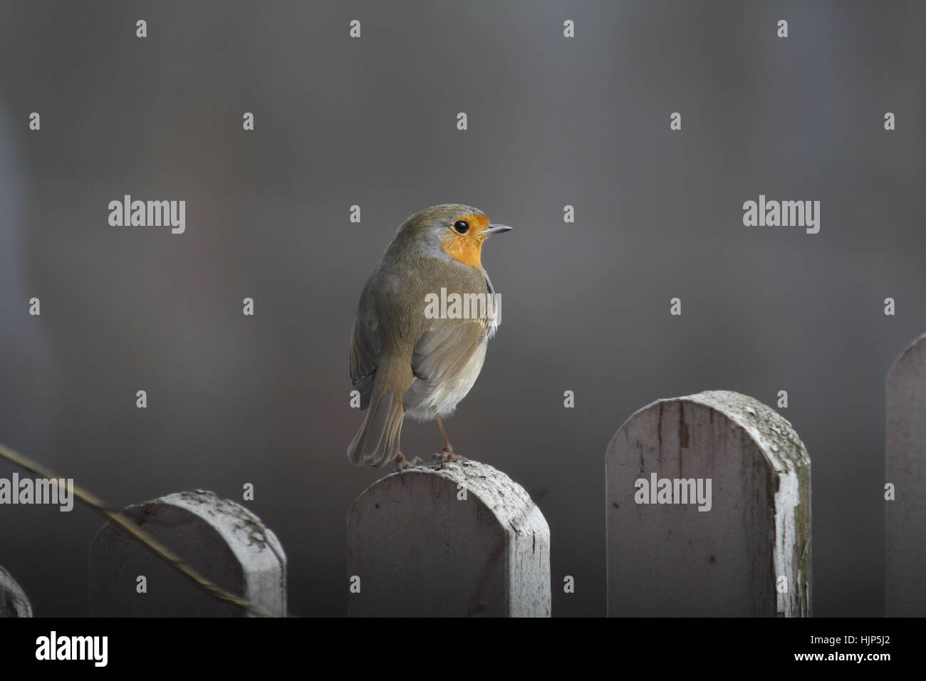 Little bird singing hi-res stock photography and images - Alamy
