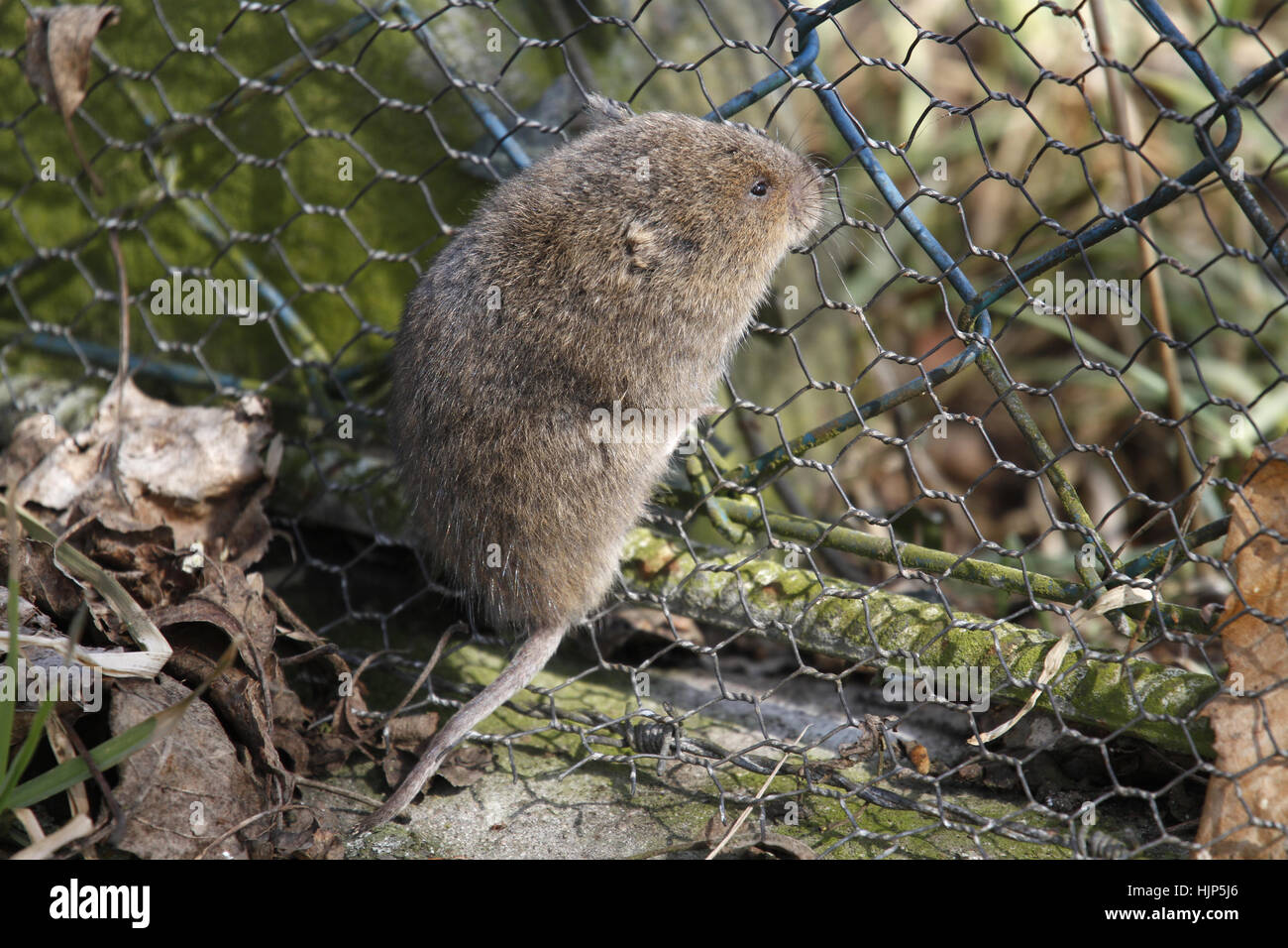 garden, mouse, gardens, varmint, voles, vole, cute, garden, animal ...